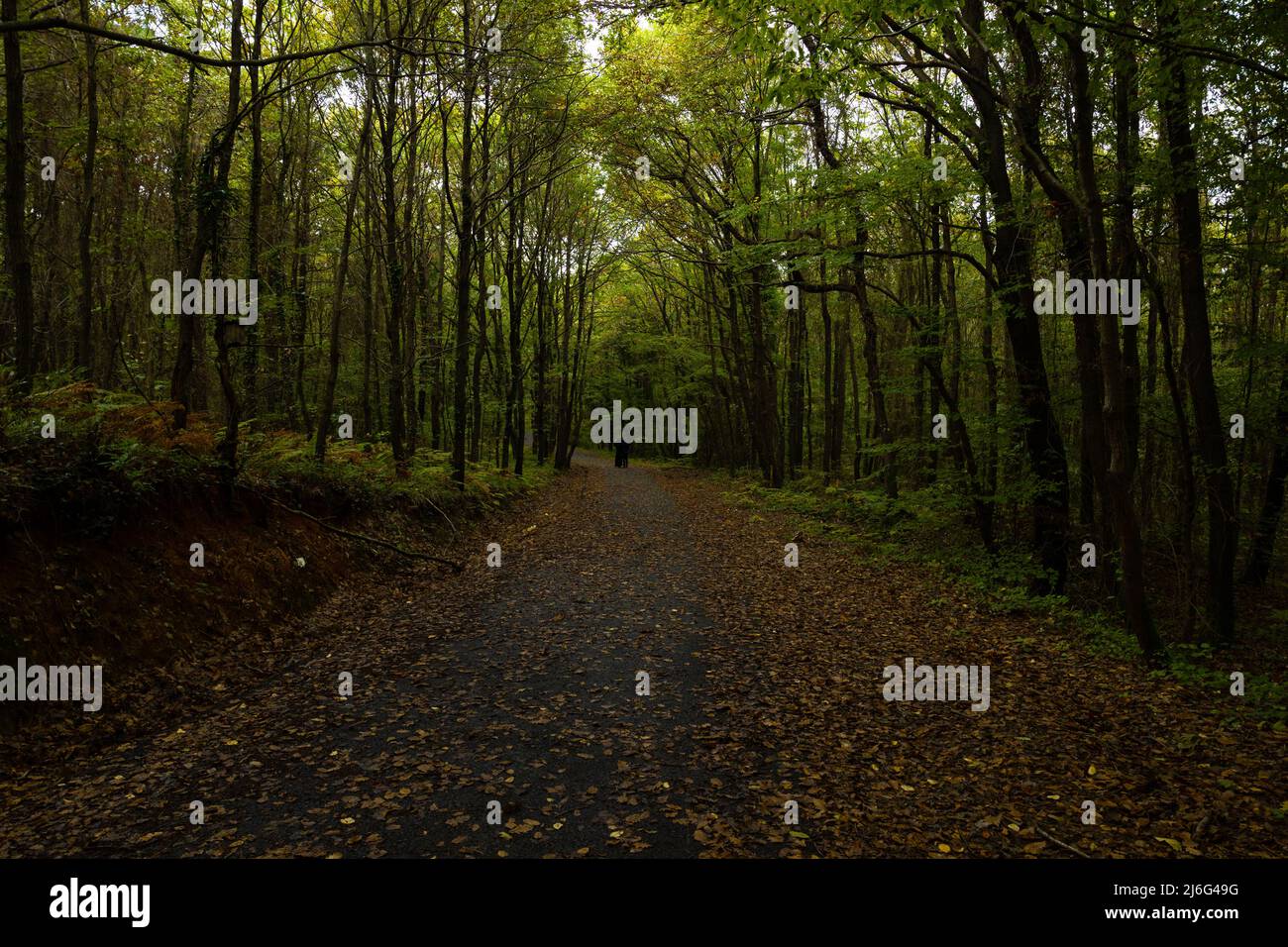 Moody forest. Rainy weather in the forest at autumn. Fall background ...