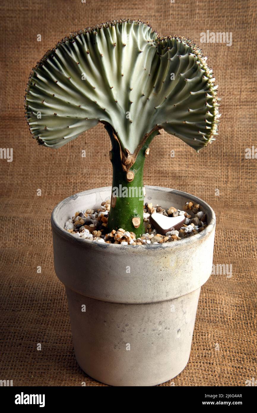 Candelabra cactus euphorbia lactea hi-res stock photography and images ...