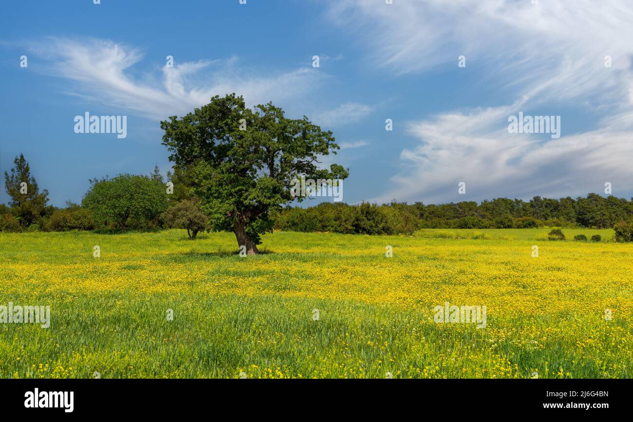 Big and single tree in the middle of green fields in Turkey Stock Photo ...