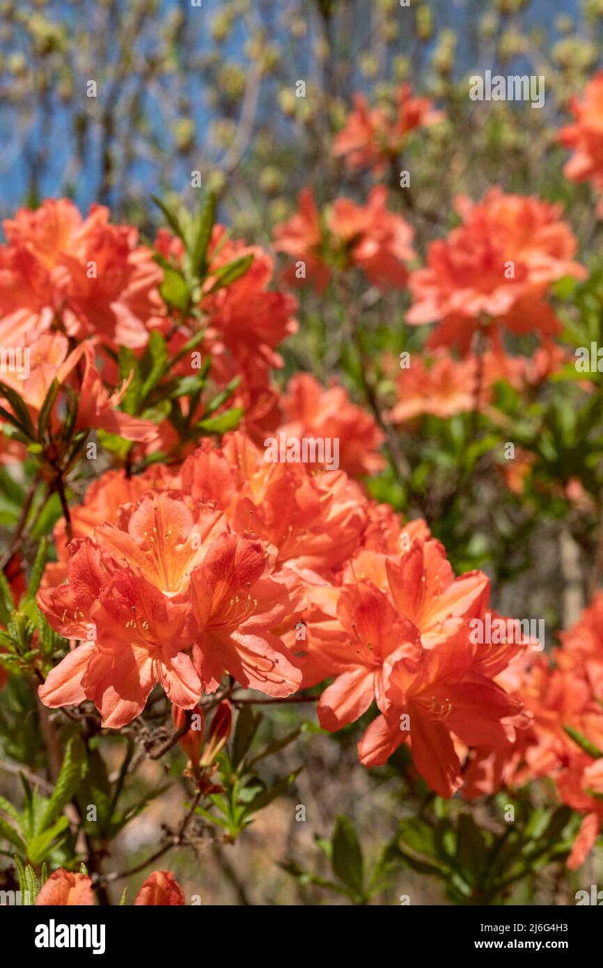Stunning orange rhododendron flowers, photographed in spring at Temple ...