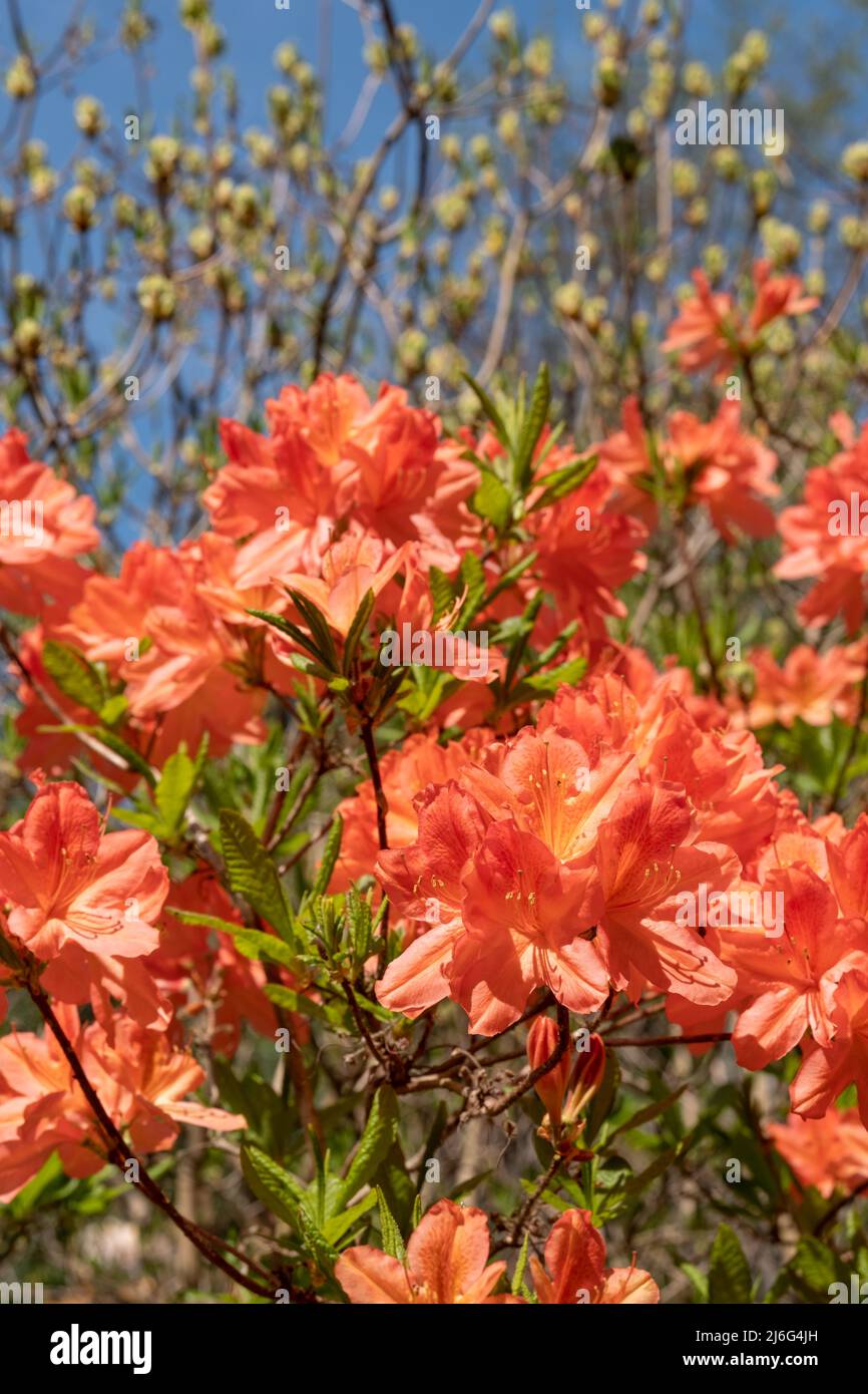 Stunning orange rhododendron flowers, photographed in spring at Temple ...
