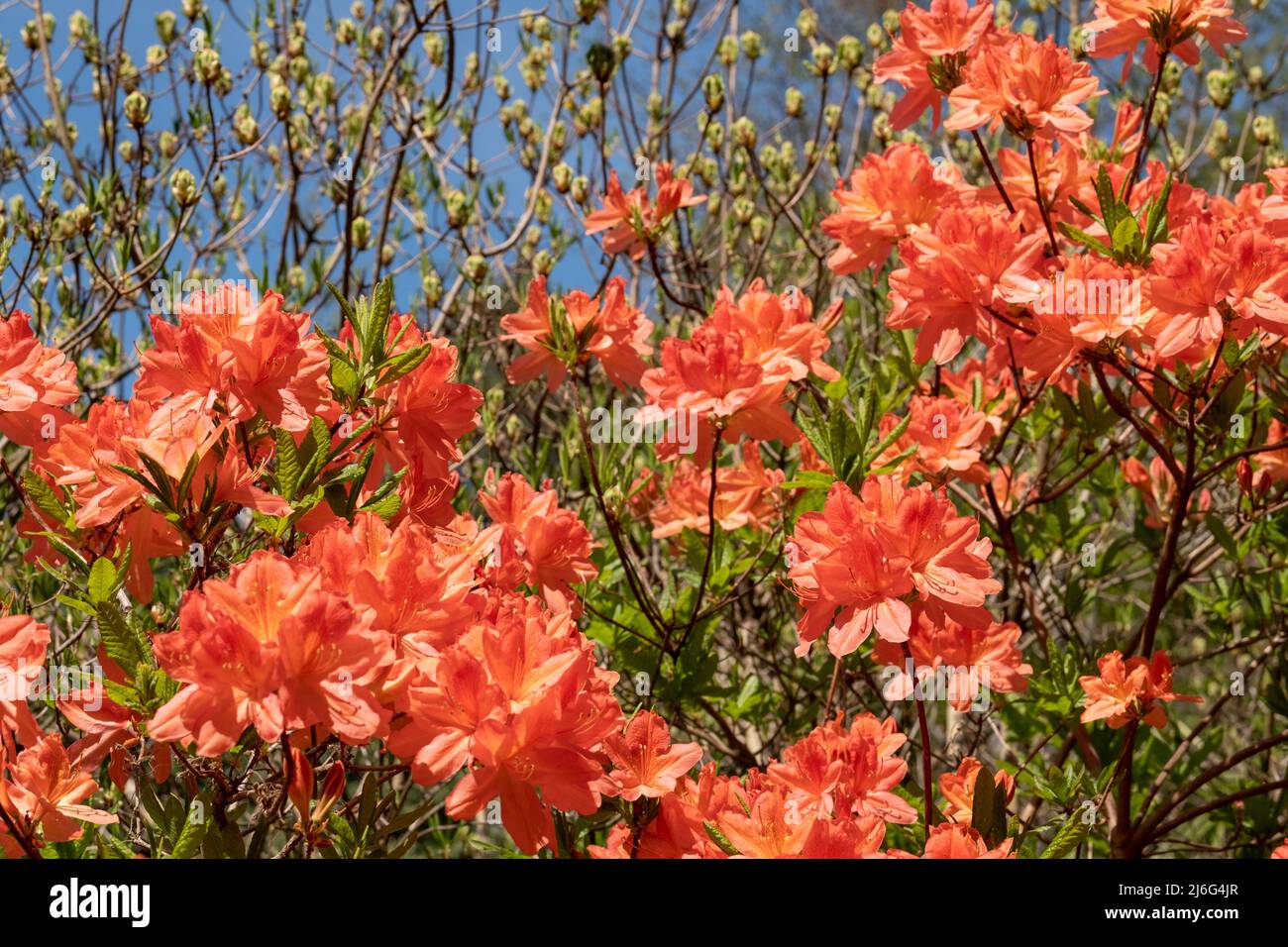 Stunning orange rhododendron flowers, photographed in spring at Temple ...
