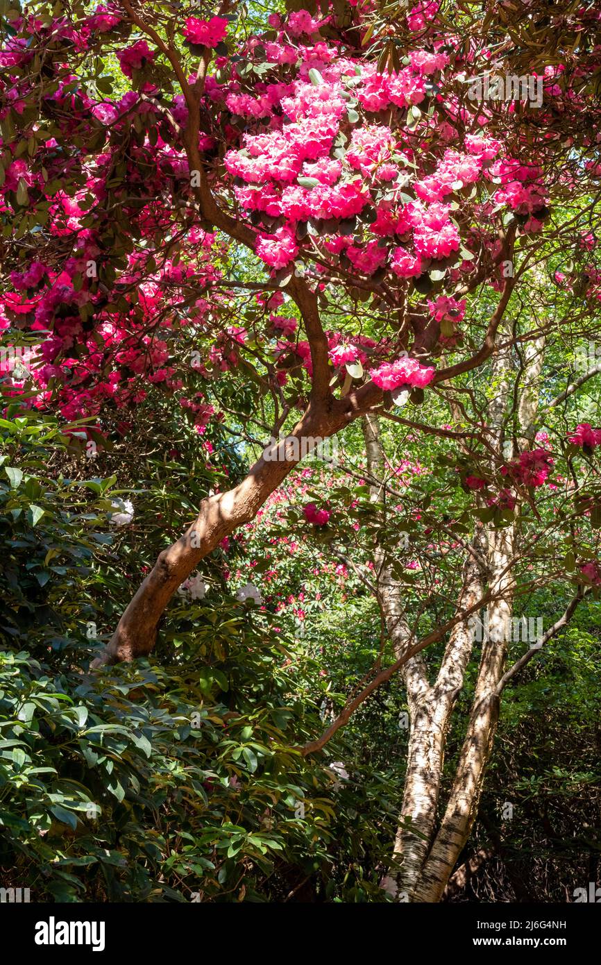 Bright pink rhododendron flowers, photographed in late spring in Temple ...
