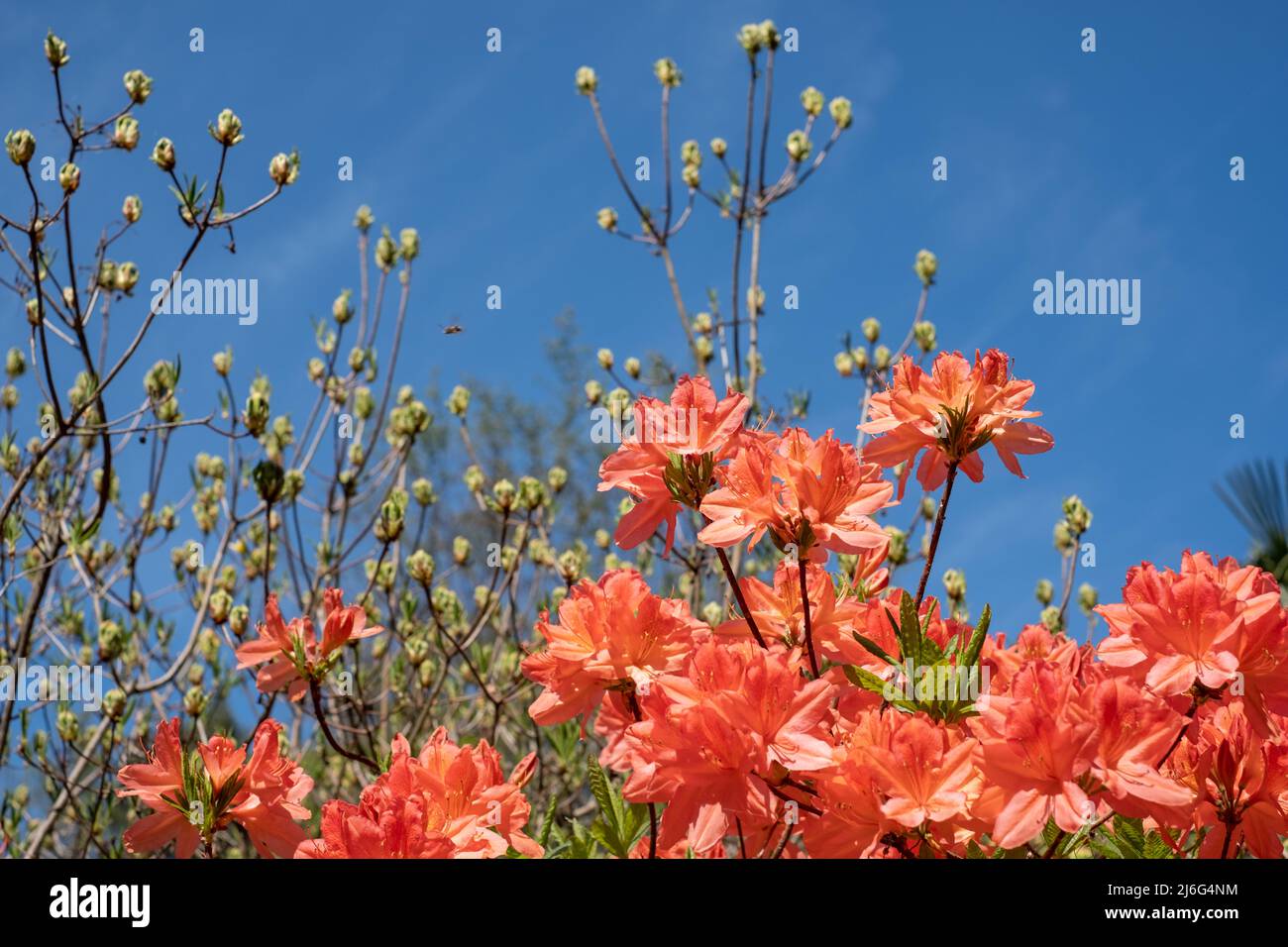 Stunning orange rhododendron flowers, photographed in spring at Temple ...