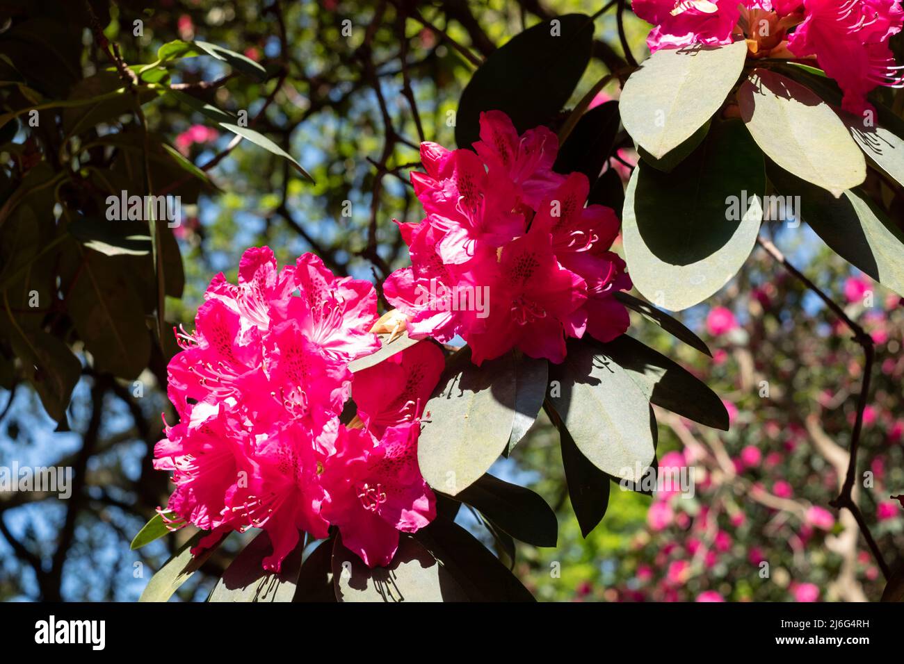 Bright pink rhododendron flowers, photographed in late spring in Temple ...