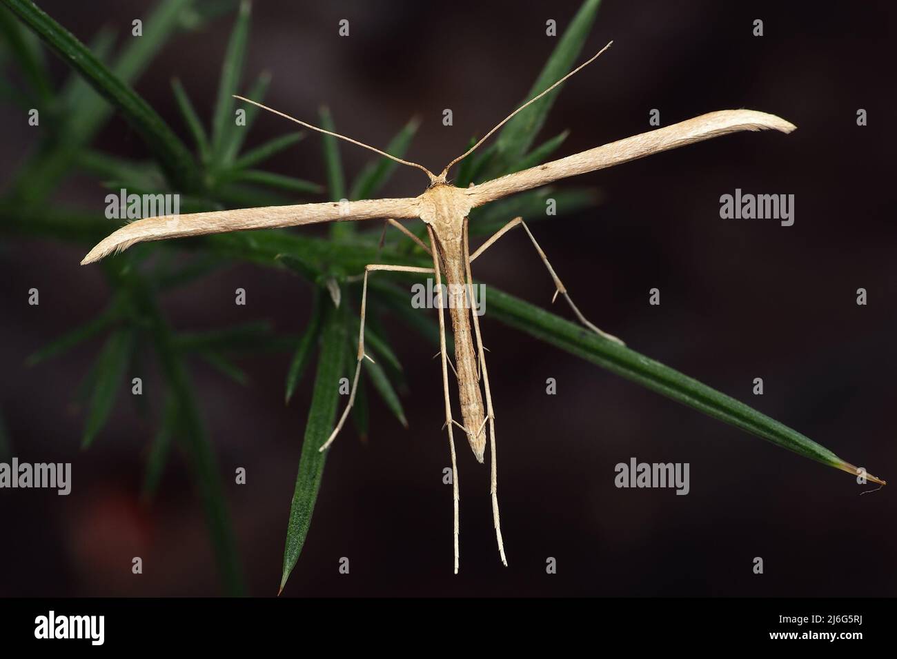 Common Plume moth (Emmelina monodactyla) perched on gorse. Tipperary ...