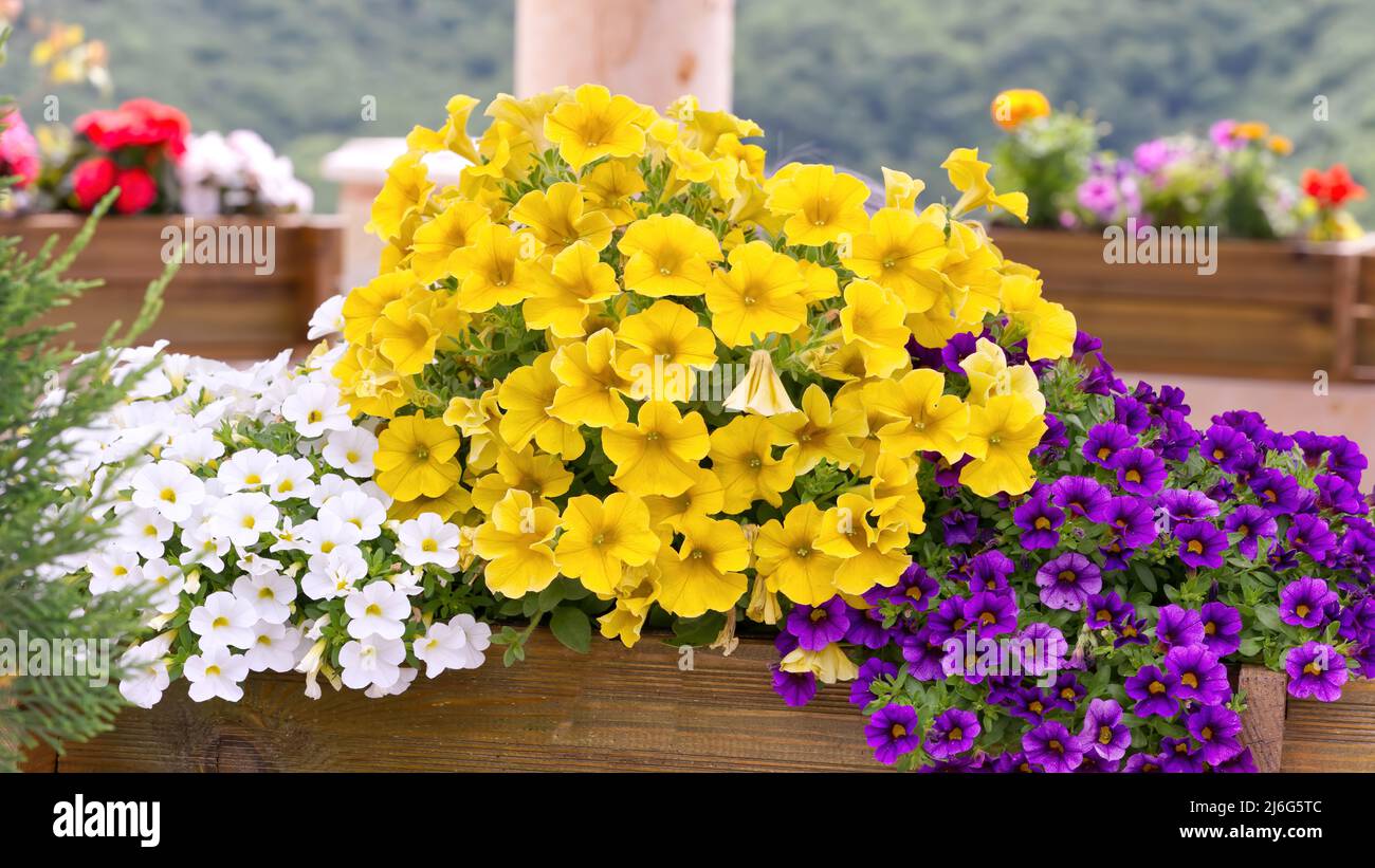 Beautiful flowers in ancient greek hi-res stock photography and images ...