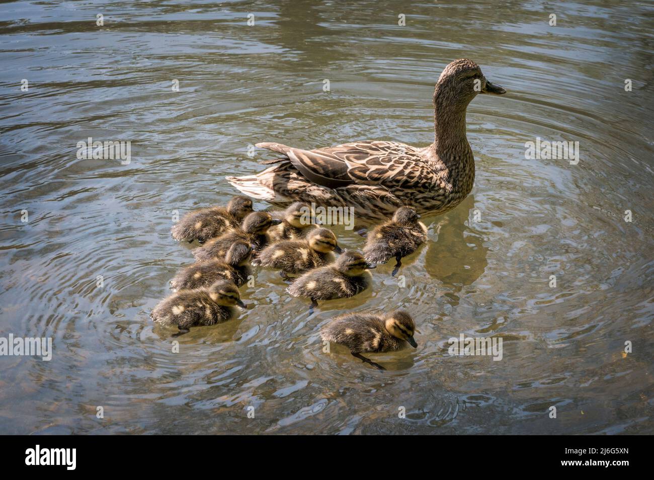 Mallard family with nine ducklings hi-res stock photography and images ...