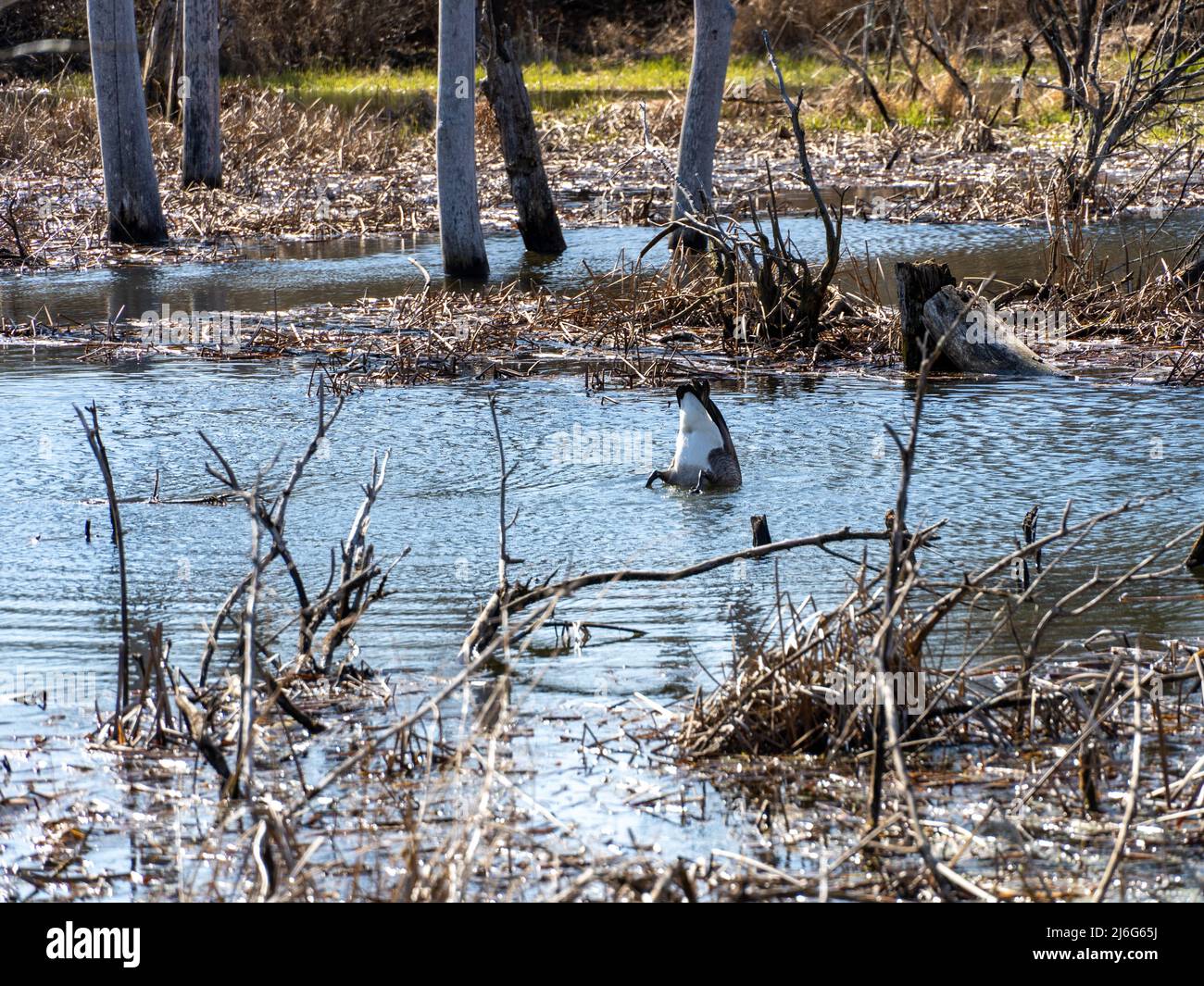 Diving goose hi-res stock photography and images - Alamy