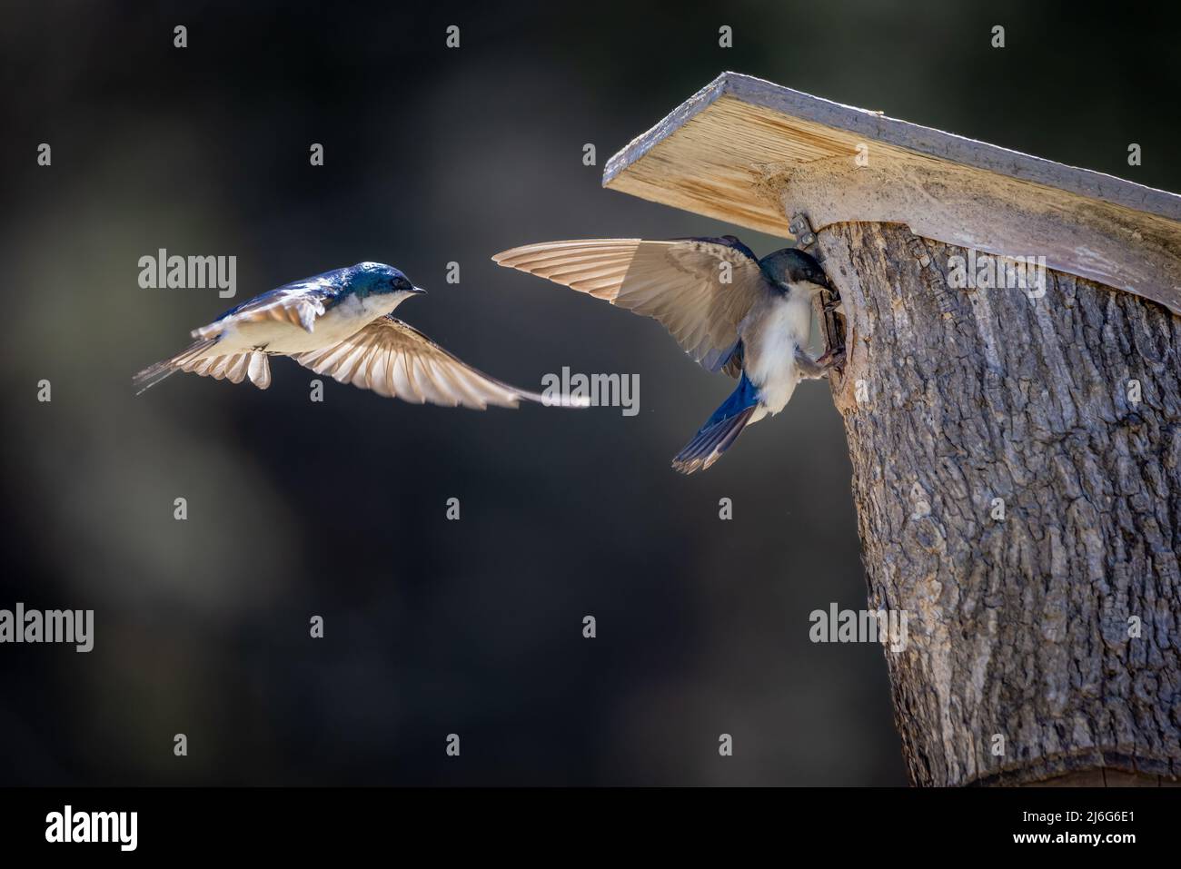 tree swallow pairs prepare their nests in a nest box (tachycineta ...