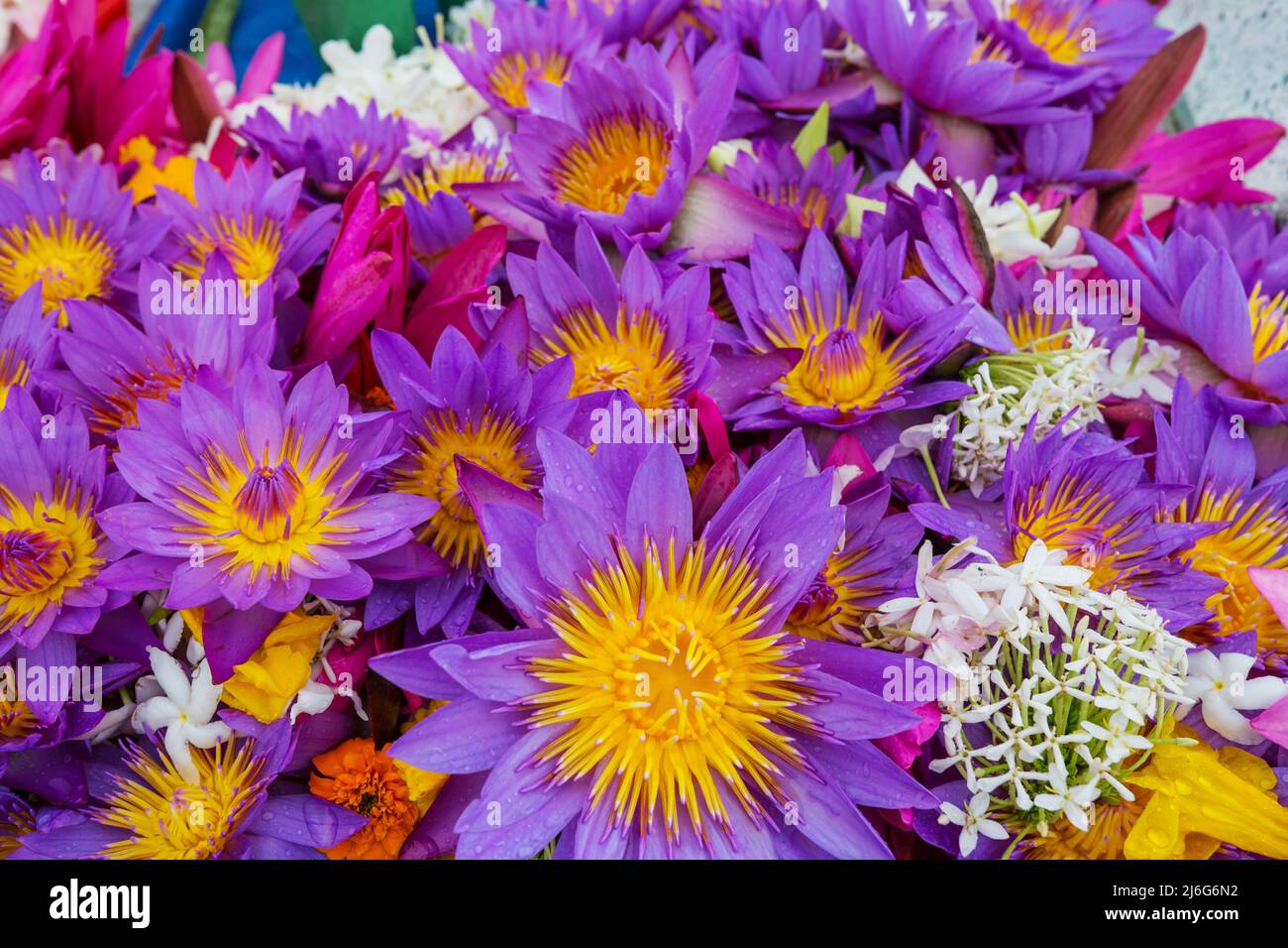 Beautiful flowers background natural texture Stock Photo - Alamy