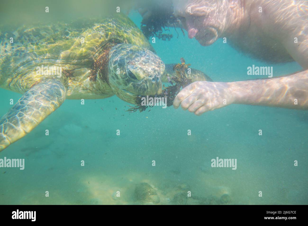 Boy swimming with a giant sea turtle in the ocean in Sri Lanka Stock ...