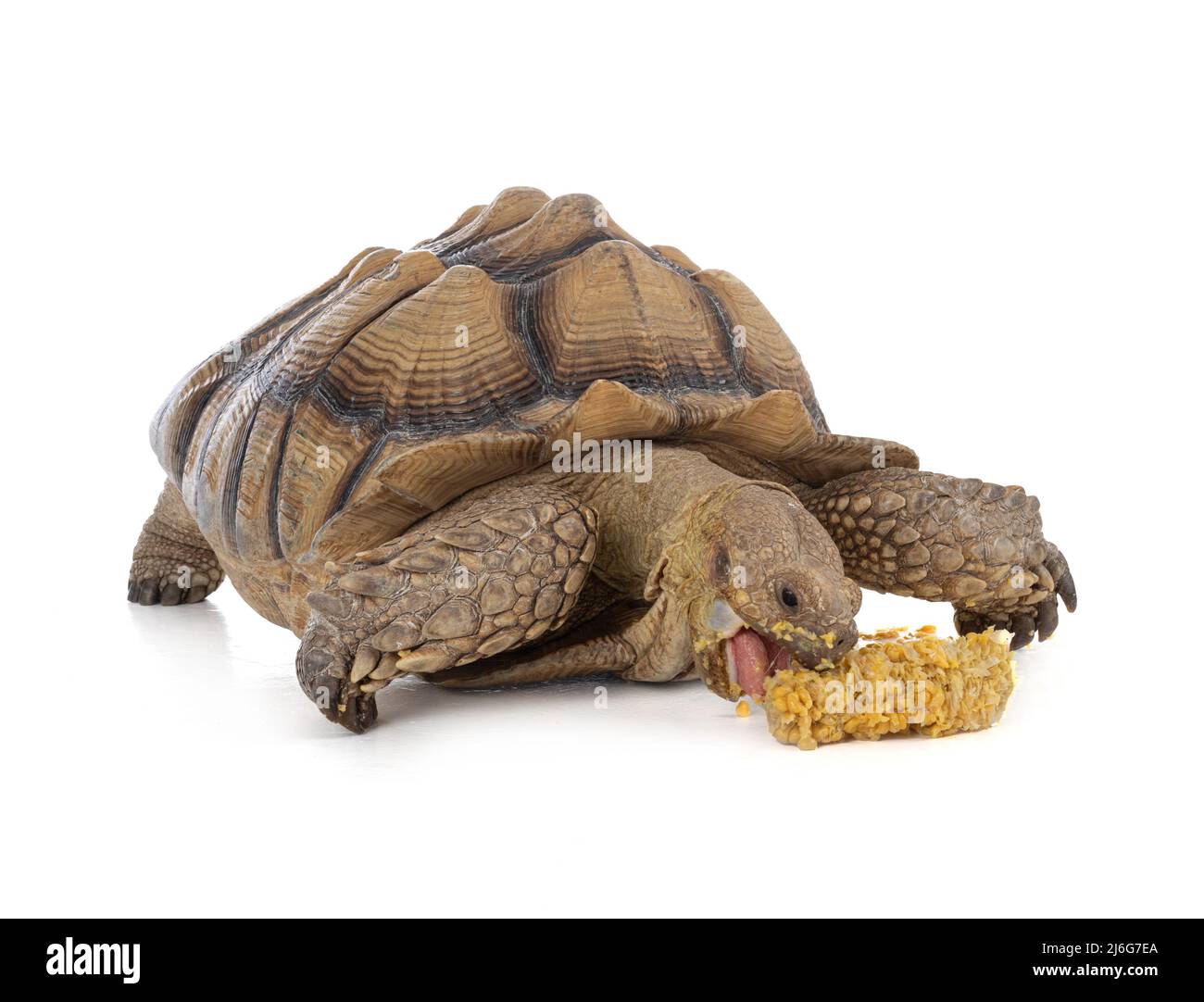 Thirteen year old male ridged turtle or Sulcata that eats corn on white ...