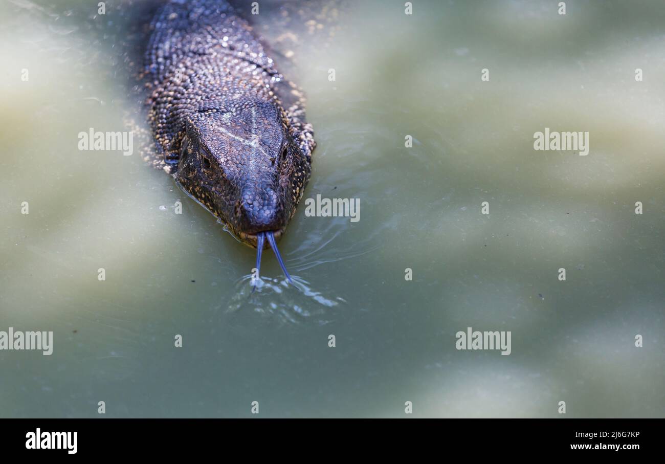 Varan sri lanka hi-res stock photography and images - Alamy