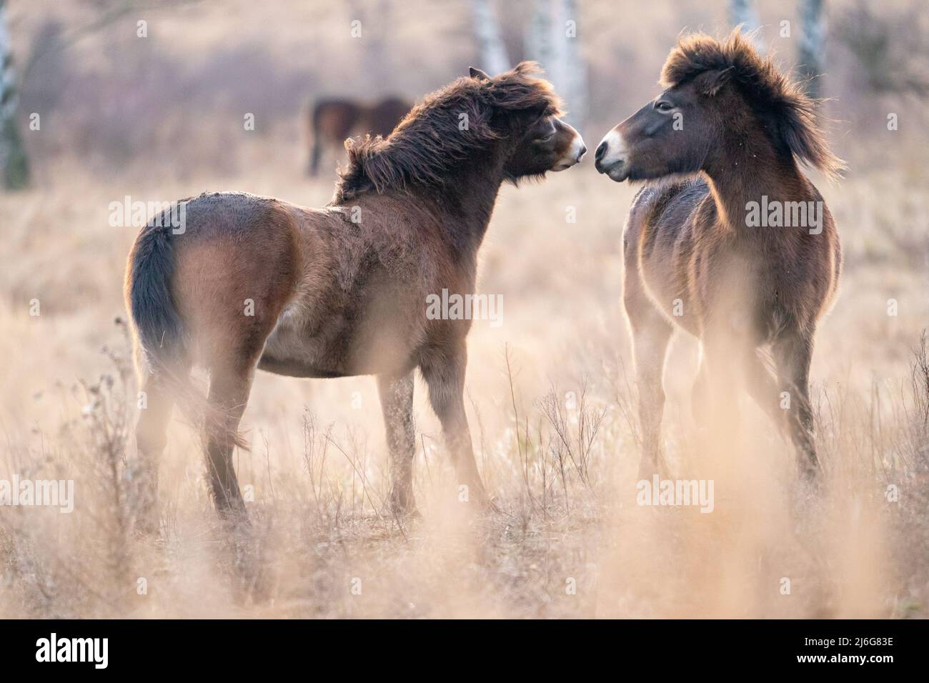 European wild horses in the natural habitat. Equus ferus ferus Stock ...