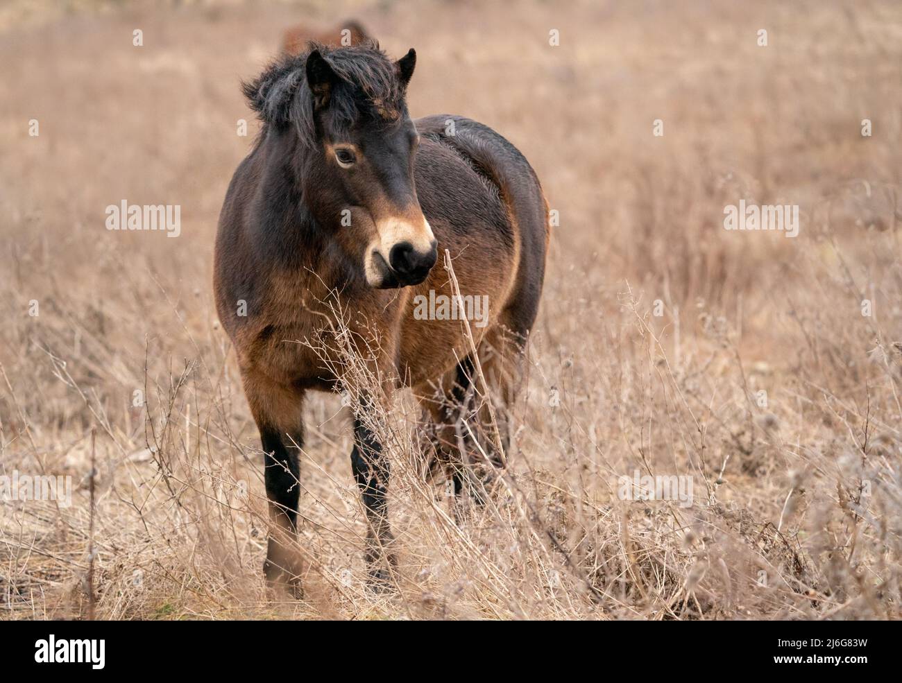 Wild horse in Nature Park Milovice, Czechia. Exmoor pony Stock Photo ...