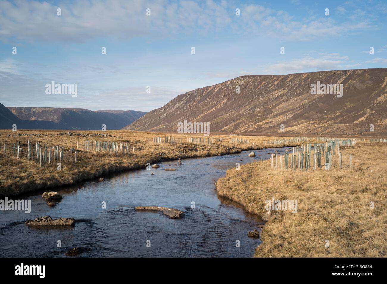 Trees planted along the banks of the river Muick, Glen Muick Cairngorms ...