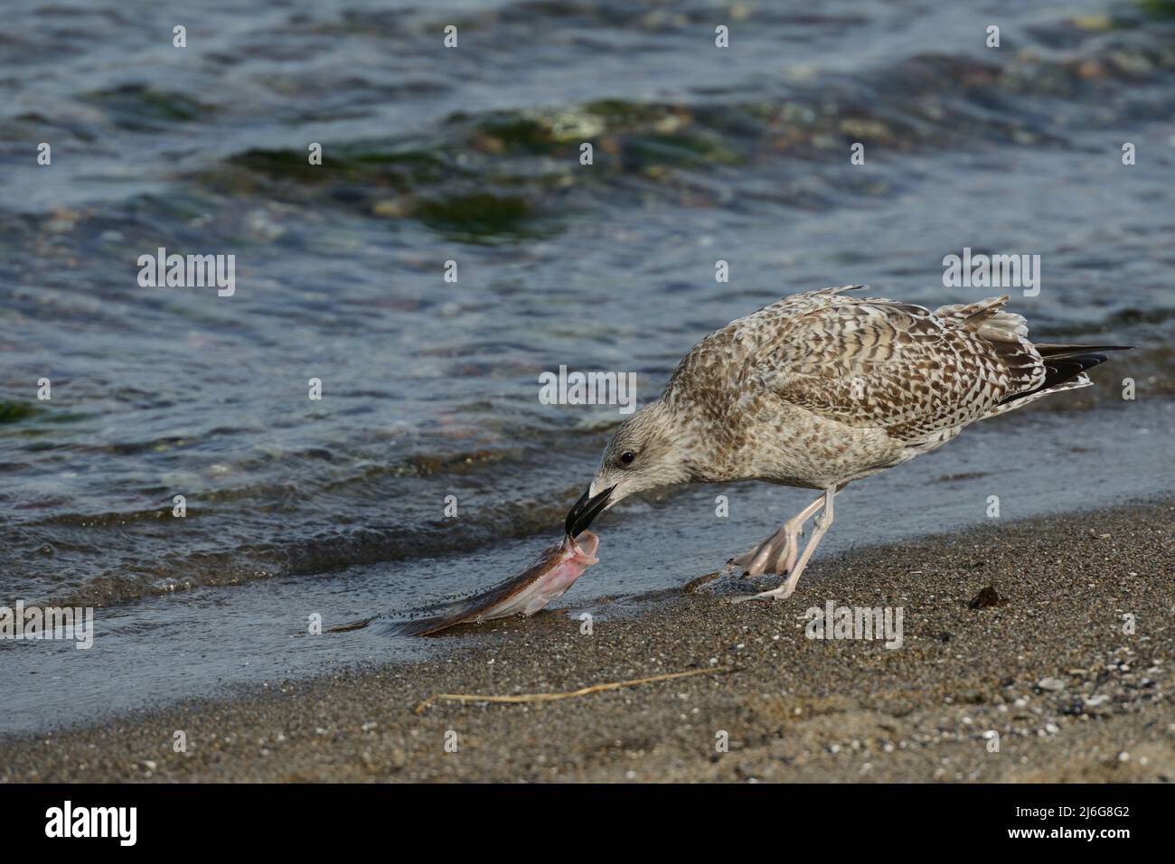 Seagull caught a fish Stock Photo - Alamy
