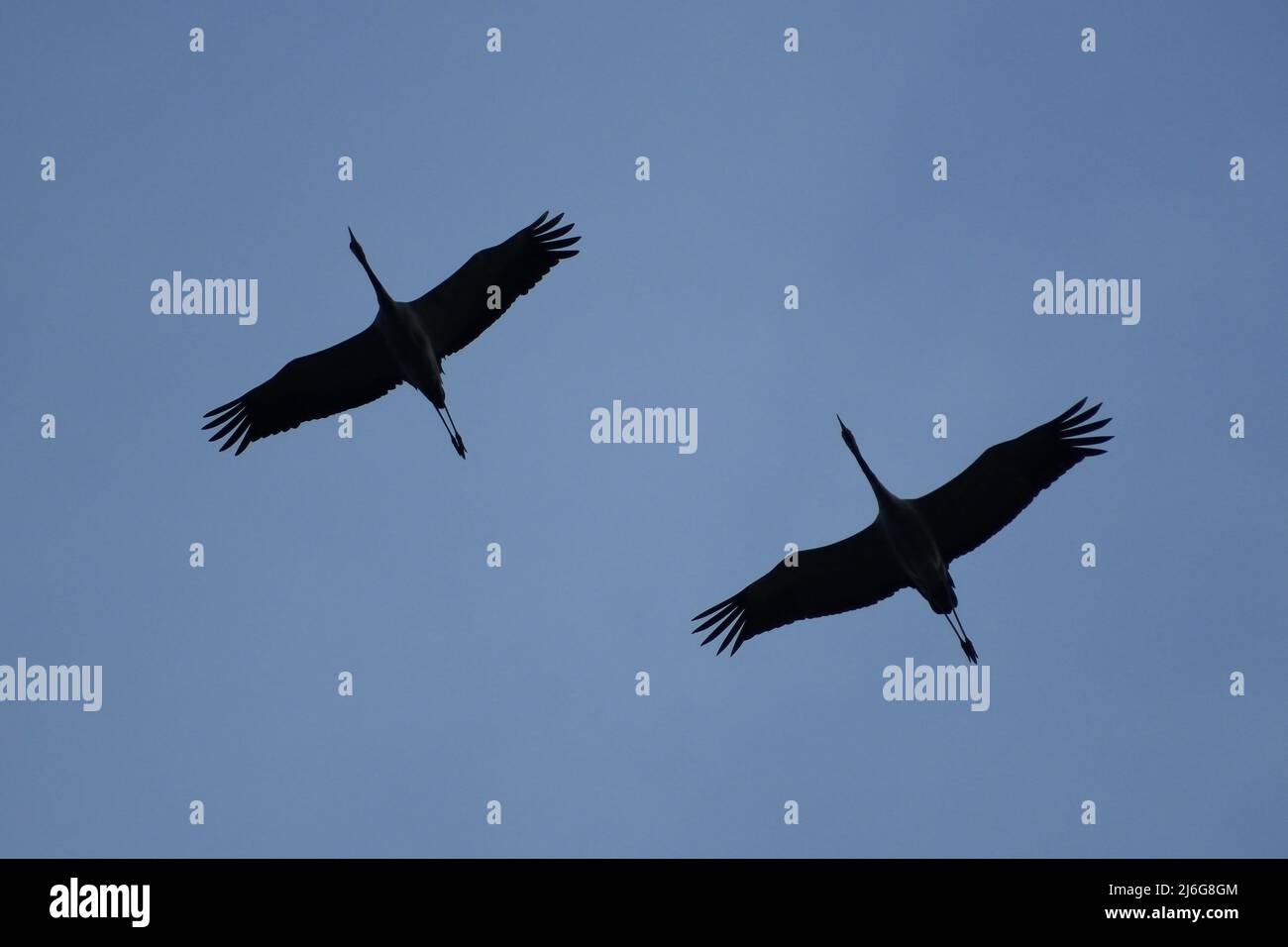 Two cranes in flight hi-res stock photography and images - Alamy