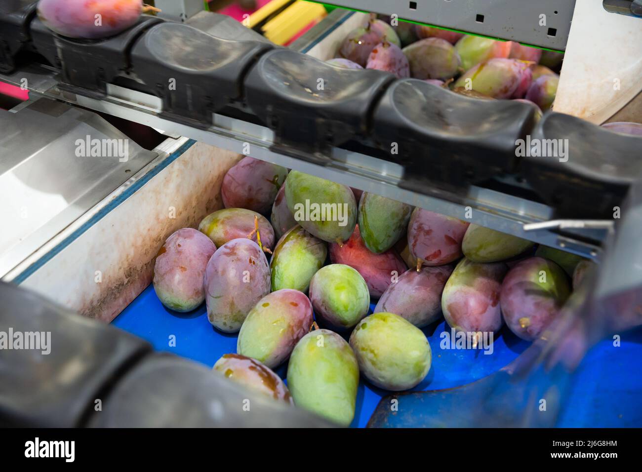 Fresh tropical fruit mango in crates after packaging in warehouse Stock ...