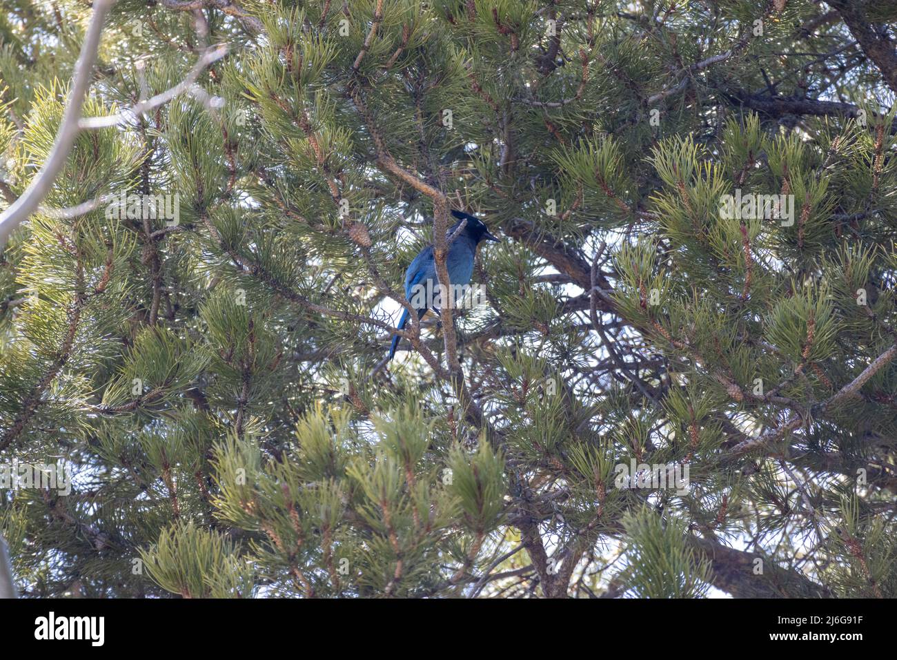 Blue jay in a pine hi-res stock photography and images - Alamy
