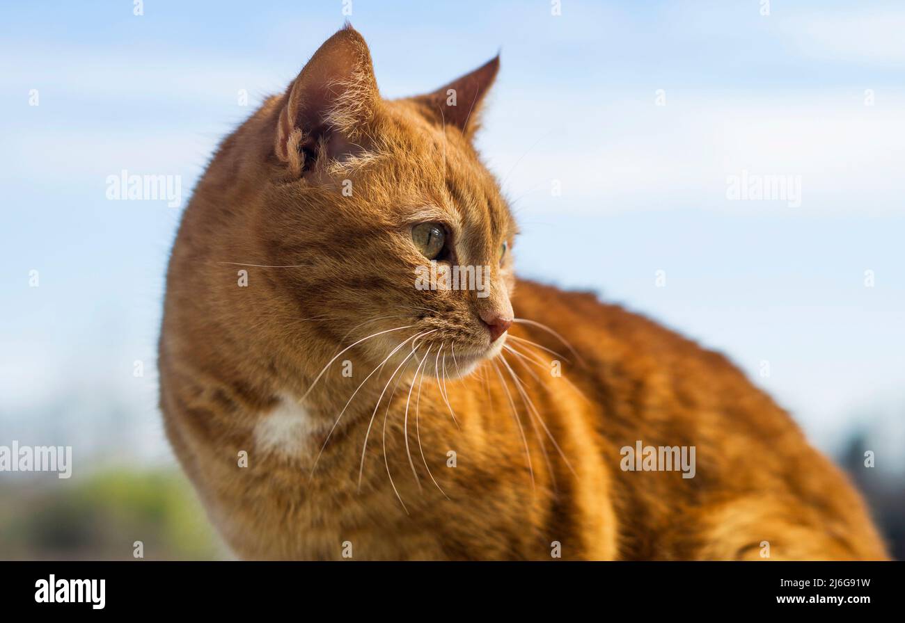 Female animale hi-res stock photography and images - Alamy