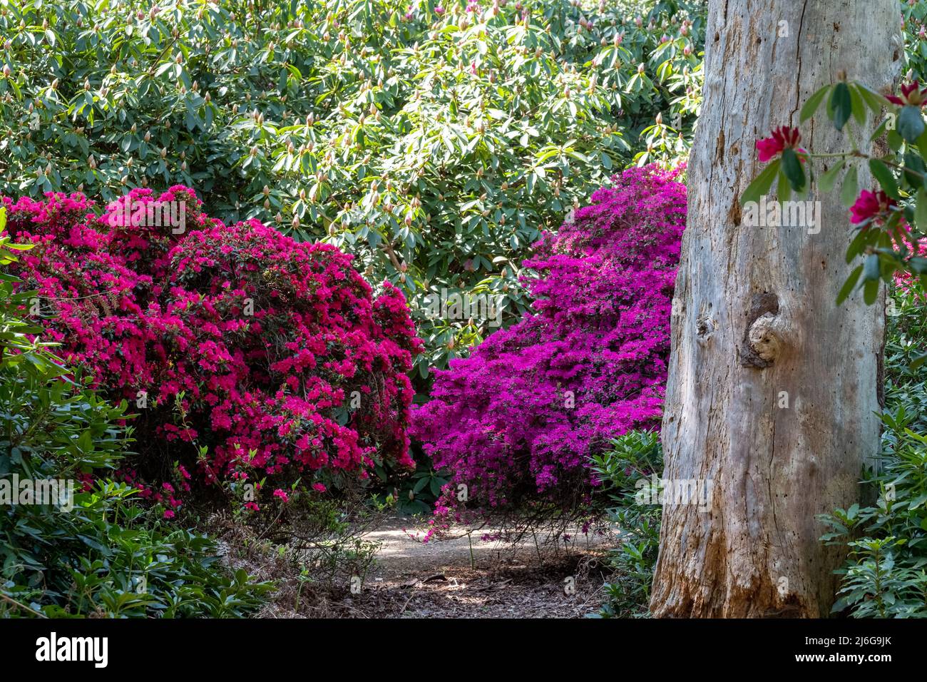 Bright pink rhododendron flowers, photographed in late spring in Temple ...