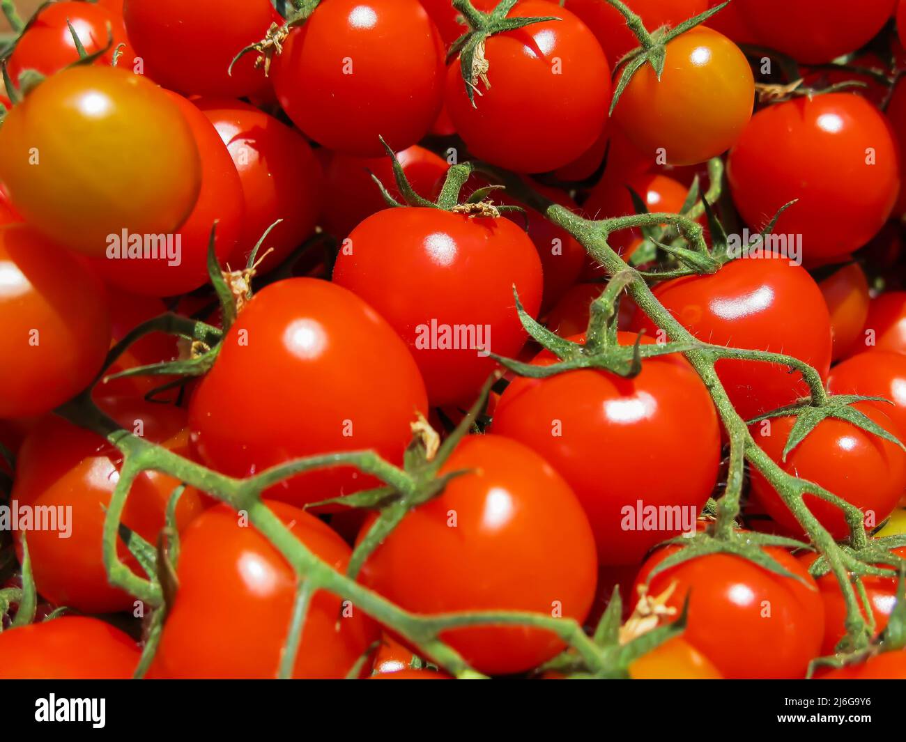 Shiny tomatoes hi-res stock photography and images - Alamy