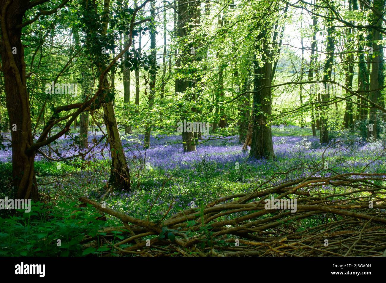Bluebells under mixed woods in Rowlands Castle in April Stock Photo - Alamy