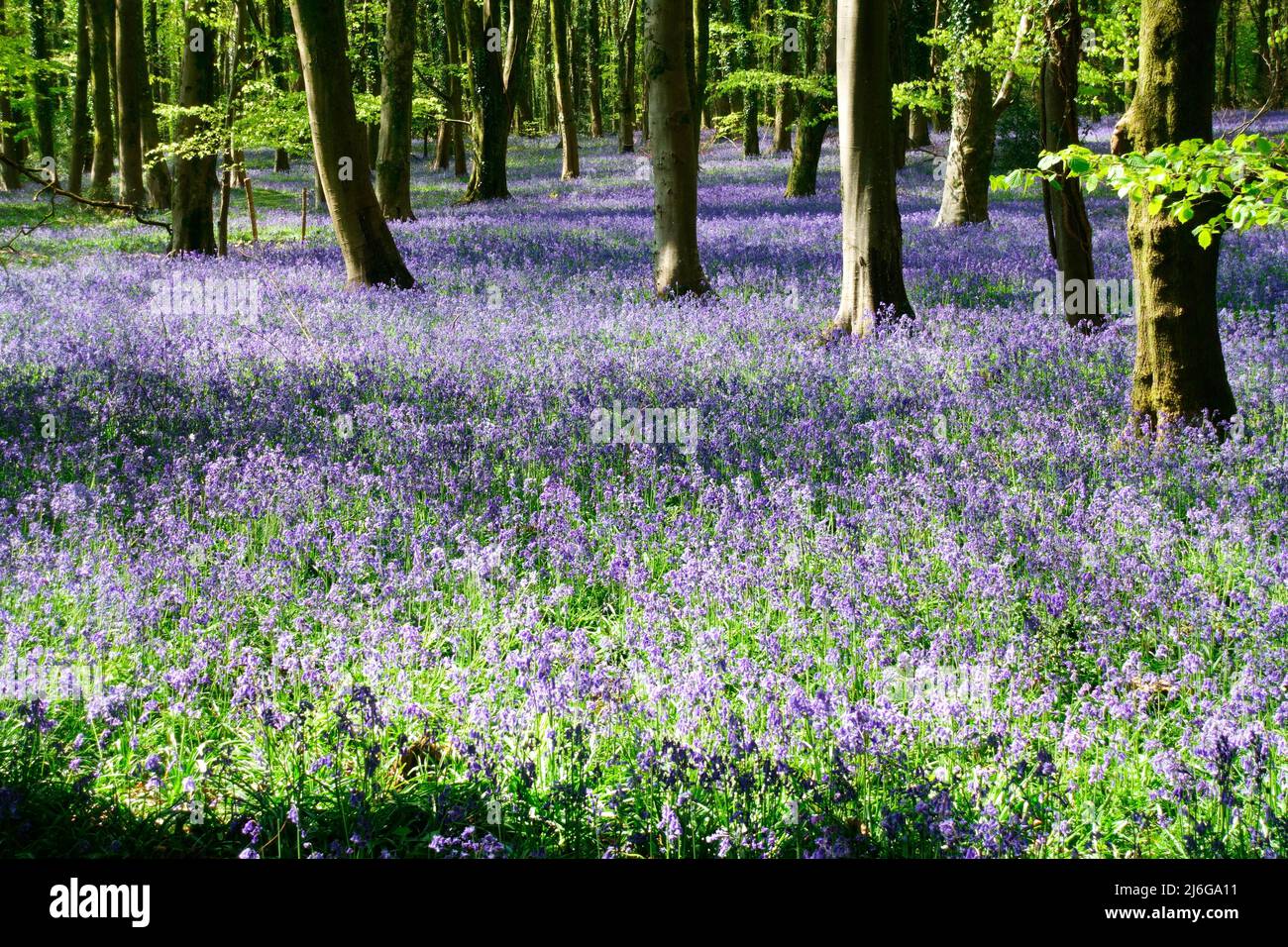 Bluebells under mixed woods in Rowlands Castle in April Stock Photo - Alamy