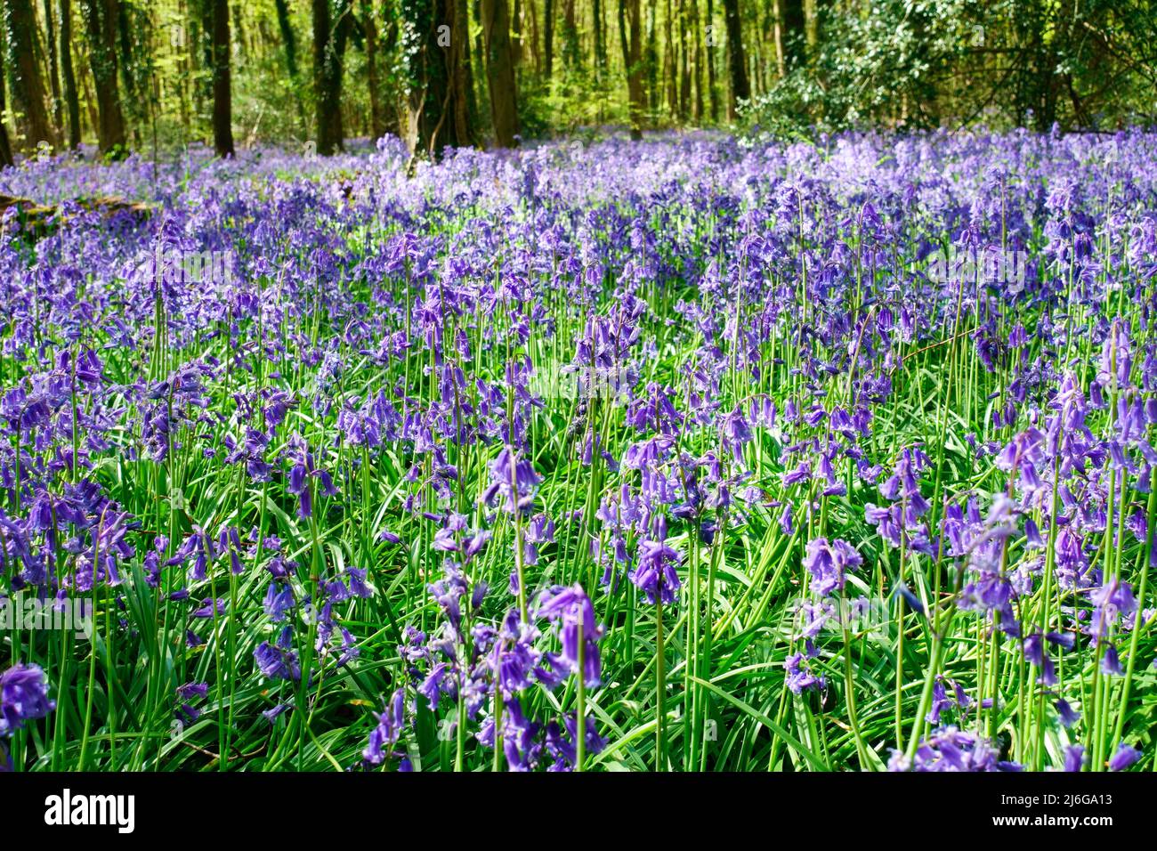 Bluebells under mixed woods in Rowlands Castle in April Stock Photo - Alamy