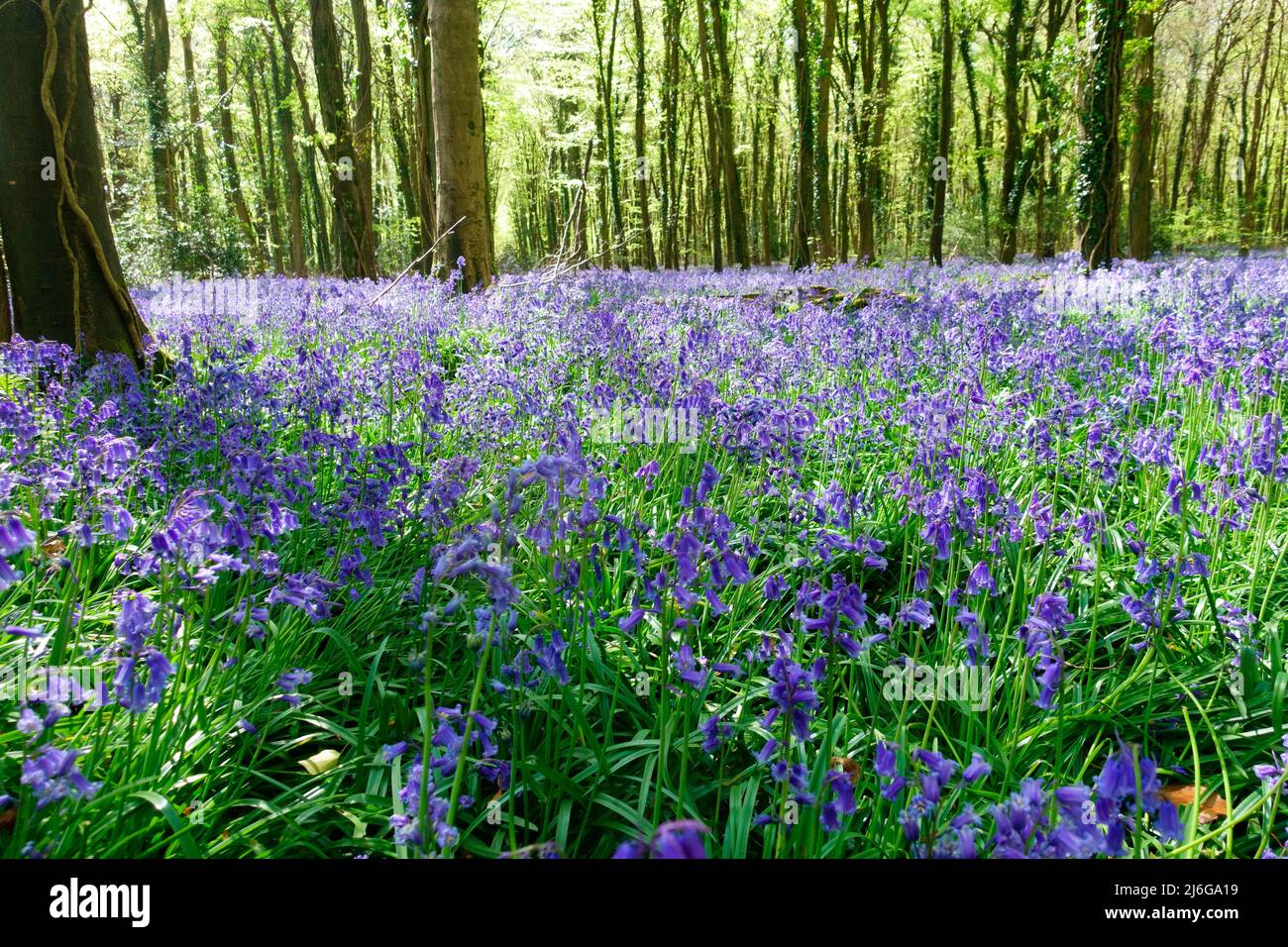 Bluebells under mixed woods in Rowlands Castle in April Stock Photo - Alamy
