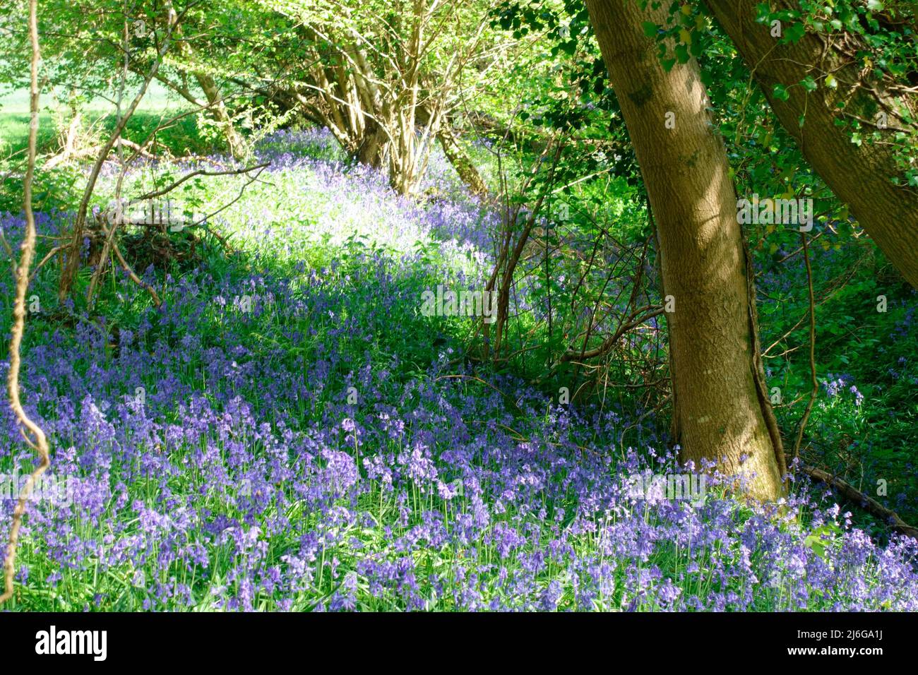 Bluebells under mixed woods in Rowlands Castle in April Stock Photo - Alamy