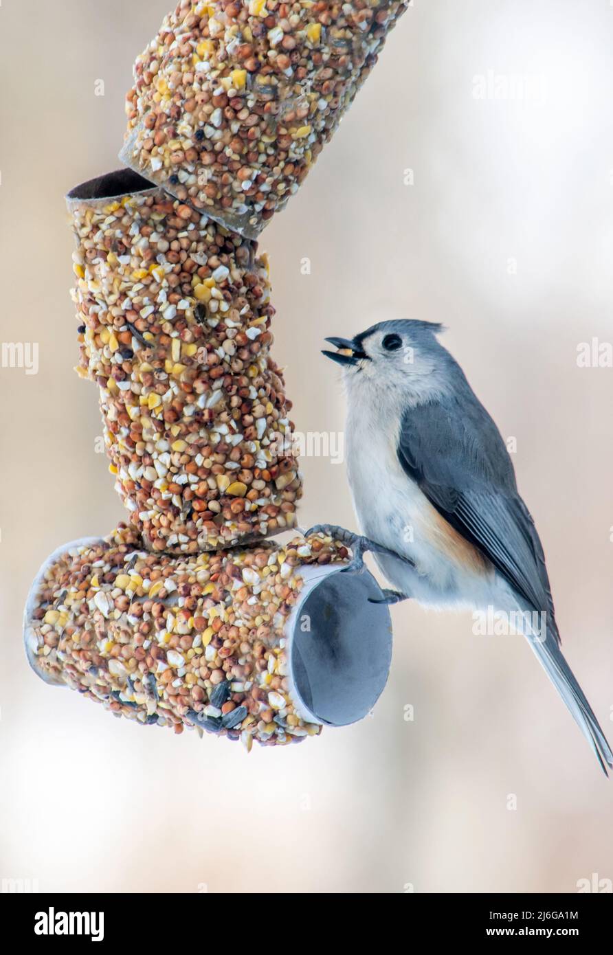 small tufted titmouse on a home made bird feeder made of suet, seeds ...