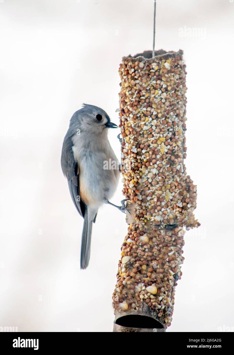tufted titmouse happily eats from a home made feeder made with suet ...