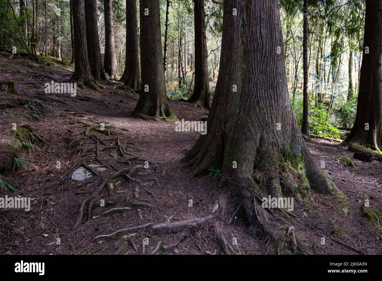 Mature pine tree trunks in a Forest, Sutherlands Grove, Barcaldine ...