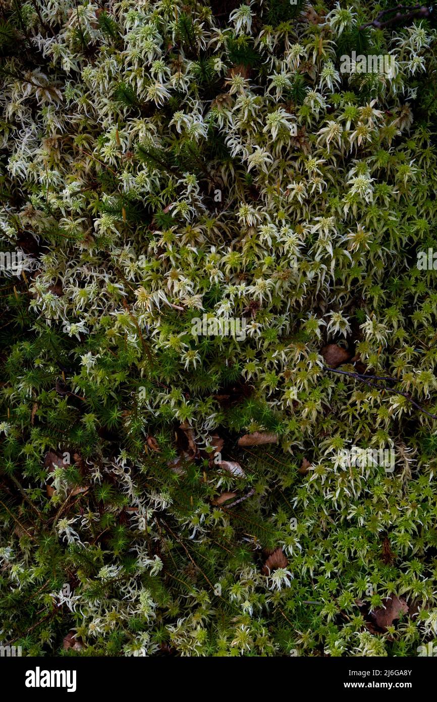 Sphagnum moss in a Forest, Sutherlands Grove, Barcaldine, Scotland ...