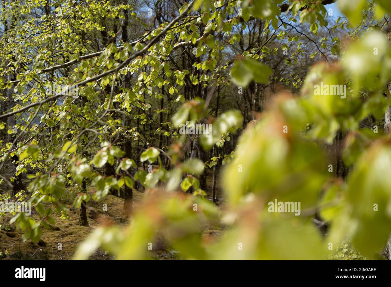 New spring growth on a beech tree, Sutherlands Grove, Barcaldine ...