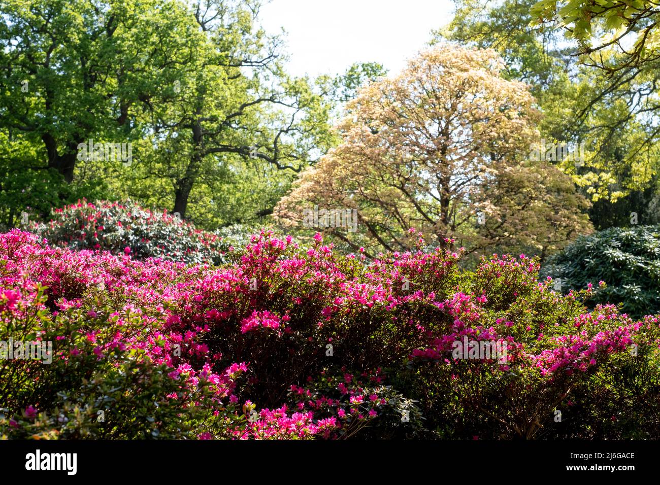 Bright pink rhododendron flowers, photographed in late spring in Temple ...