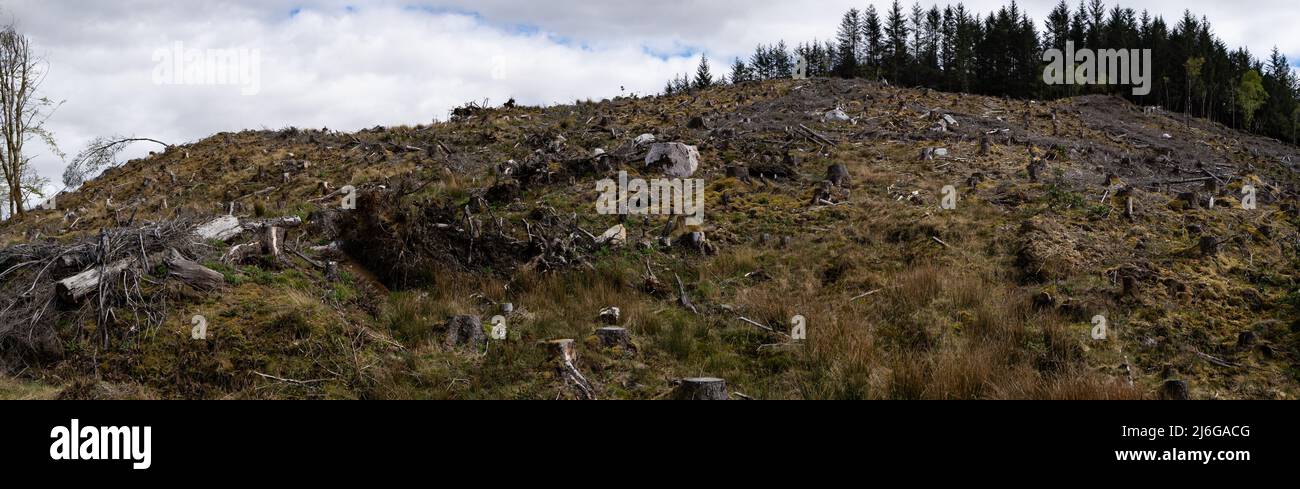 Managed woodland being cleared, Sutherlands grove, Argyle, Scotland ...