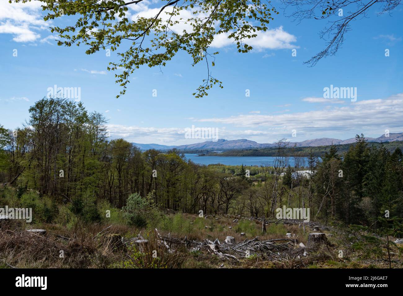 Managed woodland being cleared, Sutherlands grove, Argyle, Scotland ...