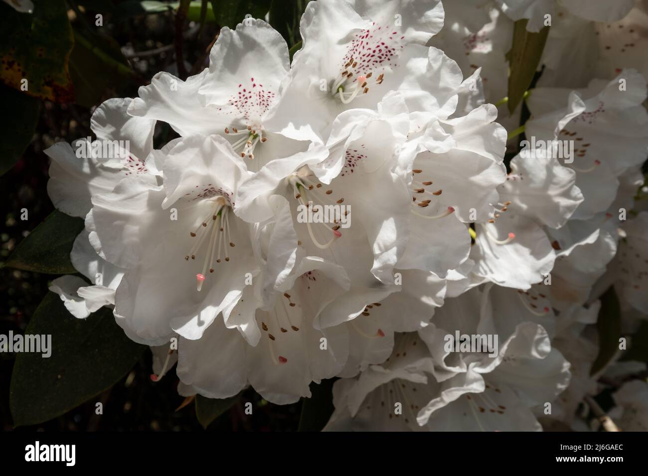 Stunning white colour rhododendron flowers, photographed in late spring ...