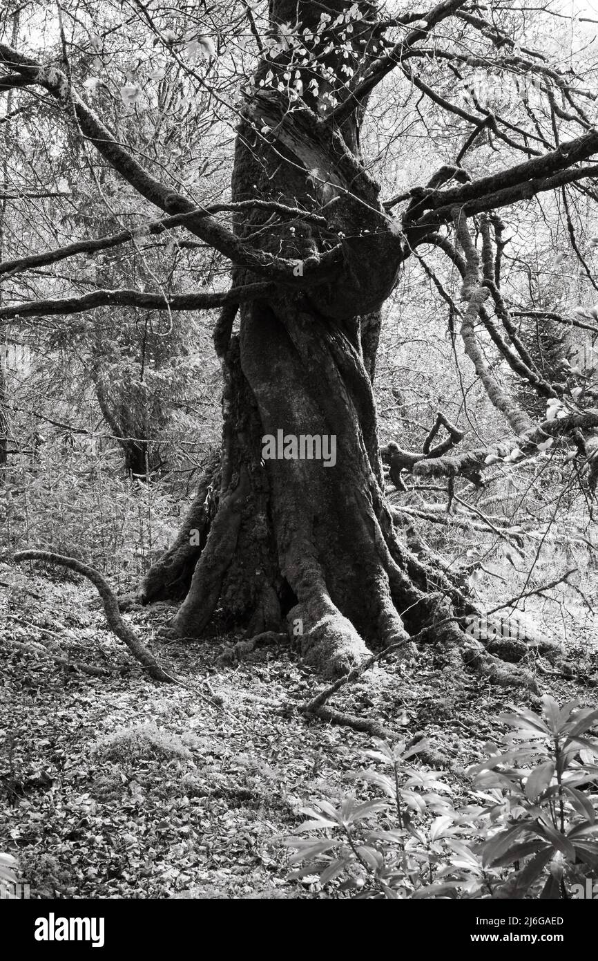 Mature twisted tree in a Forest, Sutherlands Grove, Barcaldine ...