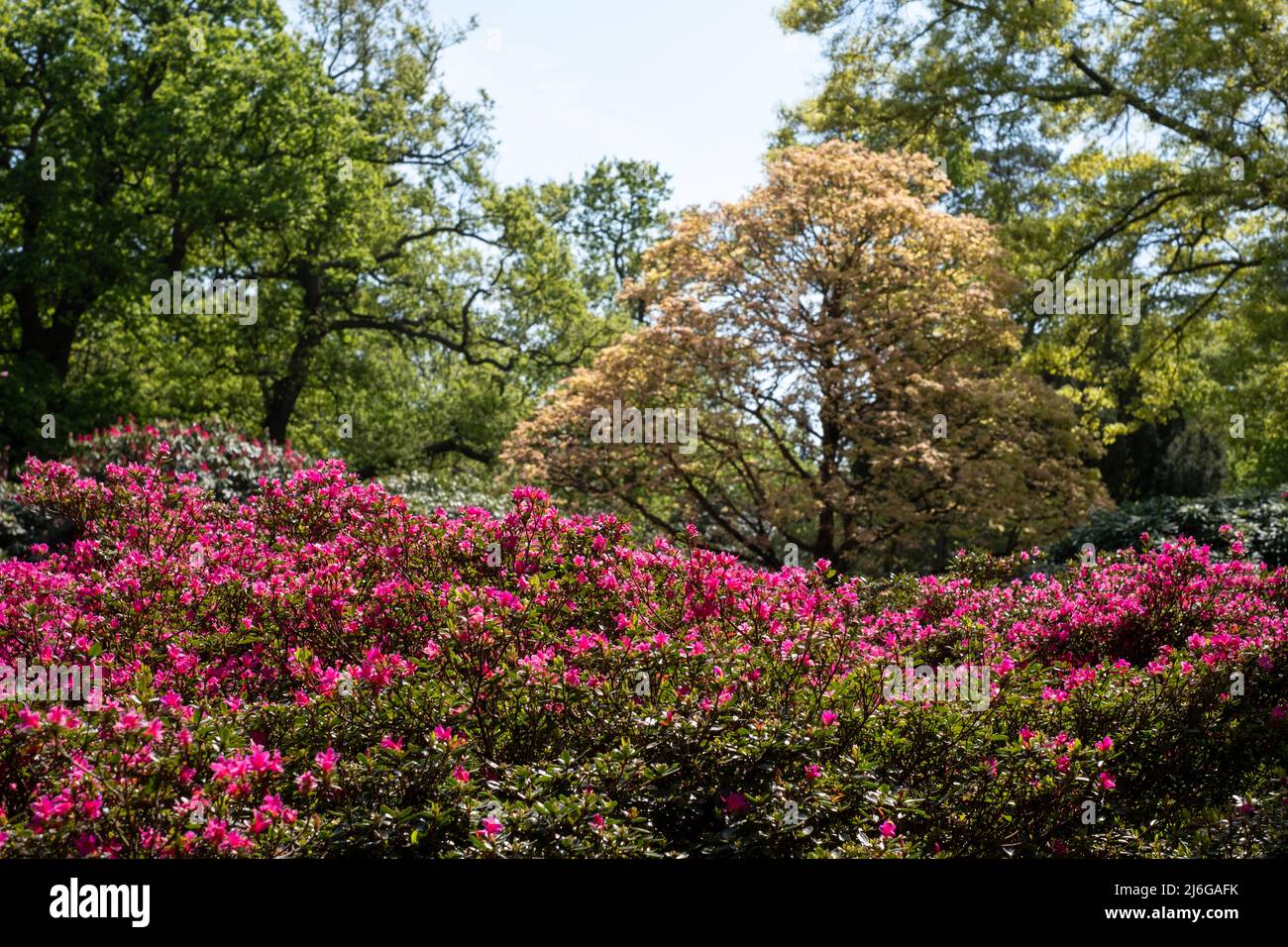 Bright pink rhododendron flowers, photographed in late spring in Temple ...