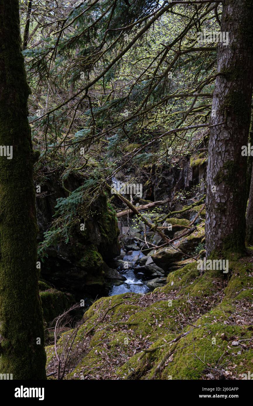 River gorge, Sutherlands Grove, Barcaldine, Scotland Stock Photo - Alamy