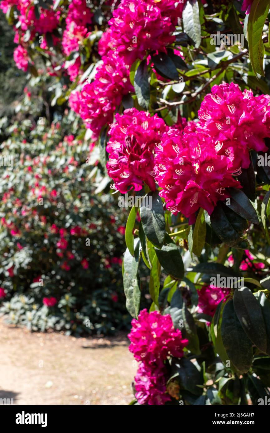Bright pink rhododendron flowers, photographed in late spring in Temple ...