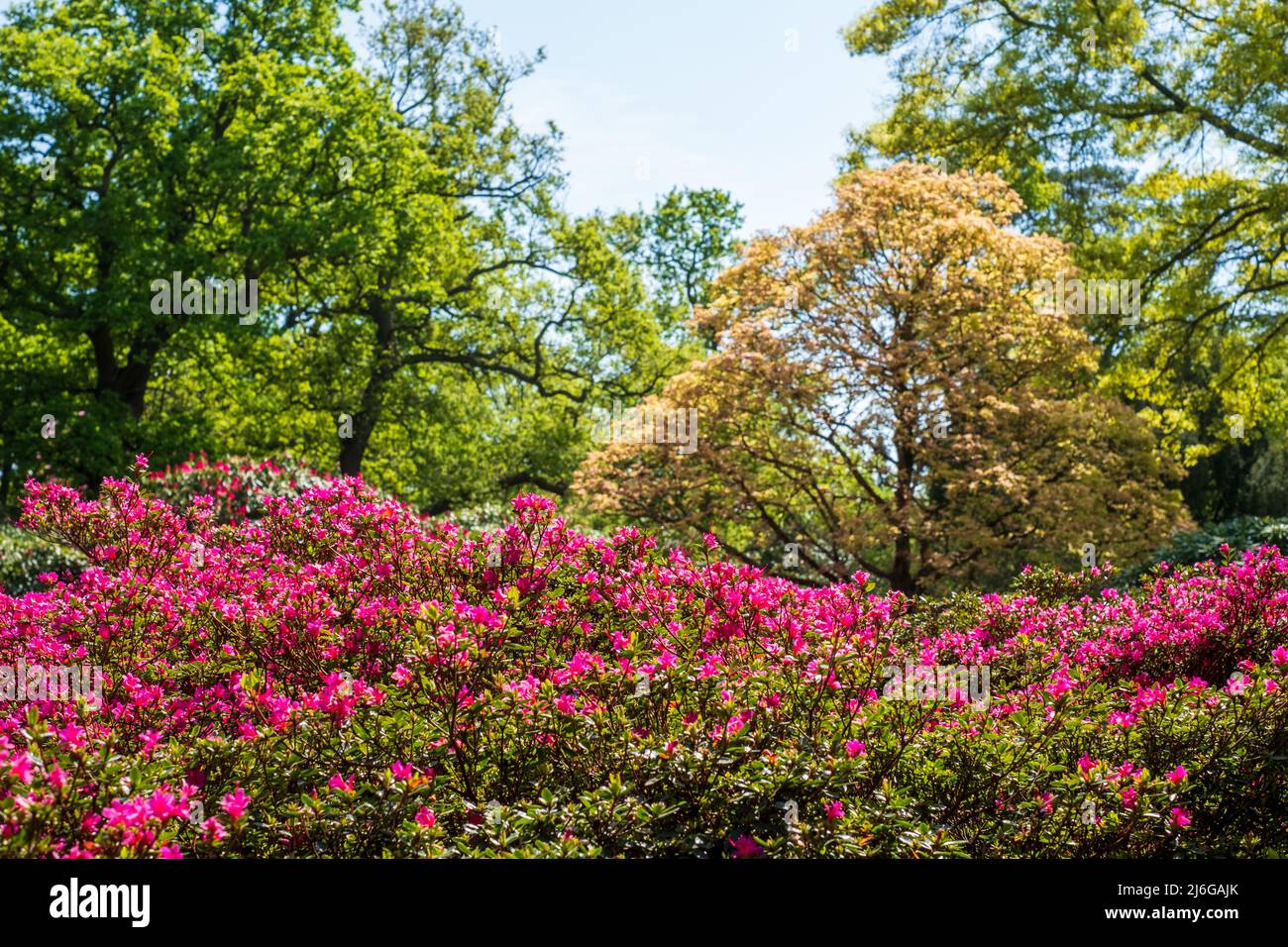 Bright pink rhododendron flowers, photographed in late spring in Temple ...