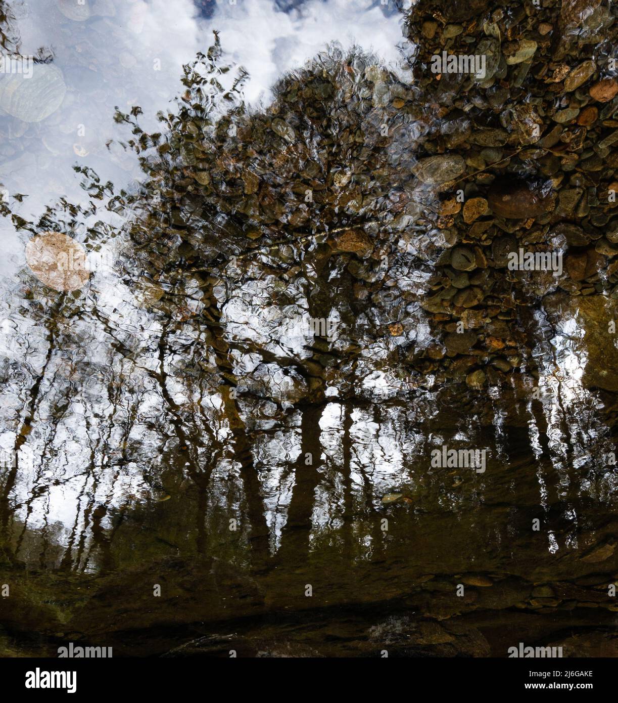 Reflection of trees hi-res stock photography and images - Alamy