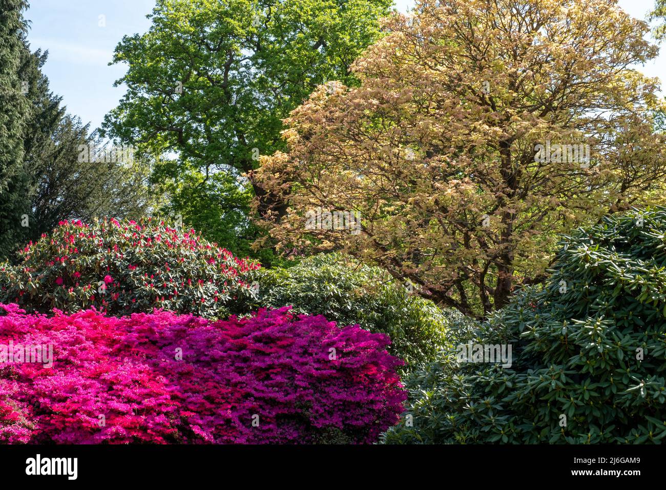 Bright pink rhododendron flowers, photographed in late spring in Temple ...