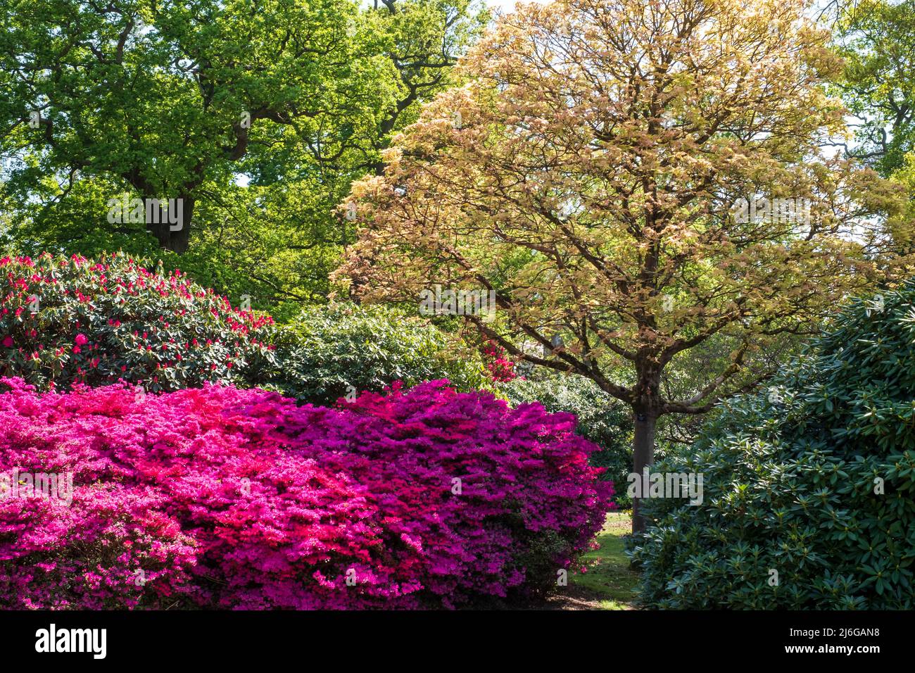 Bright pink rhododendron flowers, photographed in late spring in Temple ...